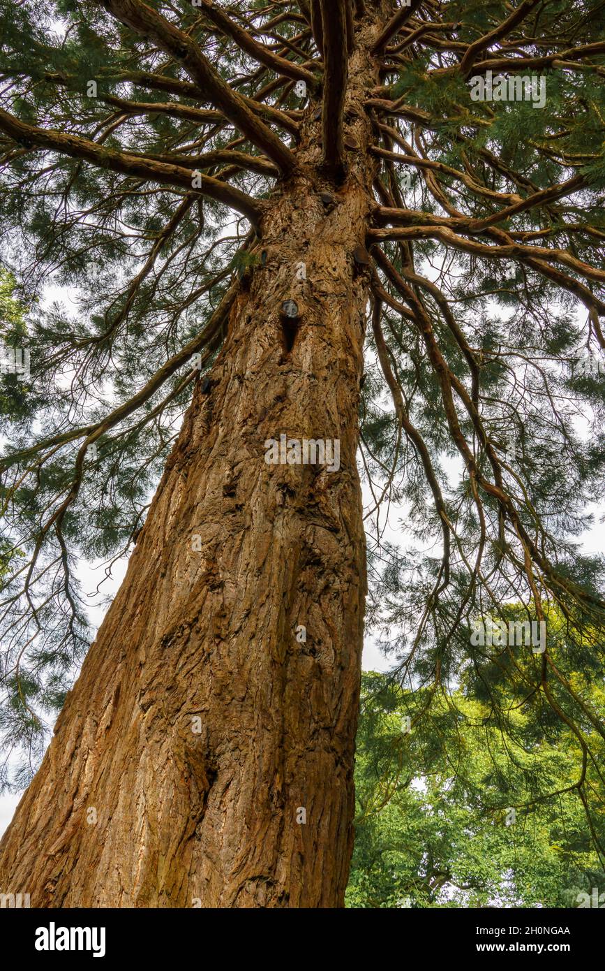 Giant sequoia tree branches hi-res stock photography and images - Alamy