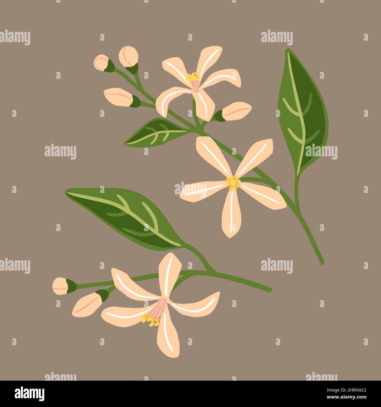 Lemon tree flowers hi-res stock photography and images - Alamy