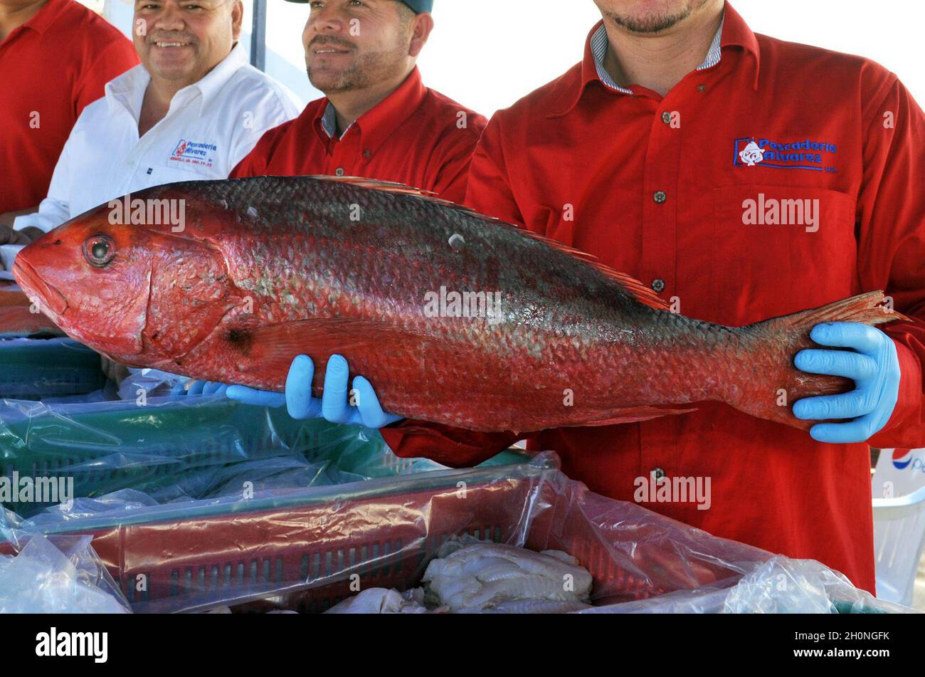 Pez pargo rojo hi-res stock photography and images - Alamy