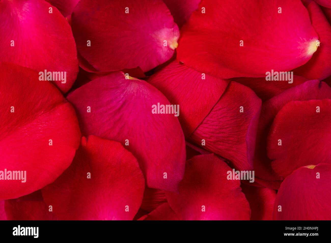 Creative layout made with red roses petals. Minimal nature background ...