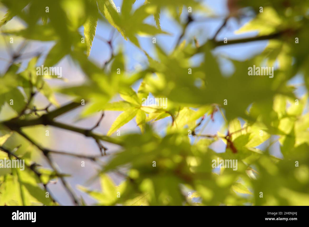 Cherry blossom,cherry blossom seeds and species in Japan Fukoka..Travel ...