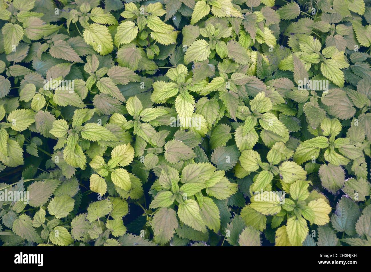 Autumn nettle leaves natural vegetable background Stock Photo - Alamy