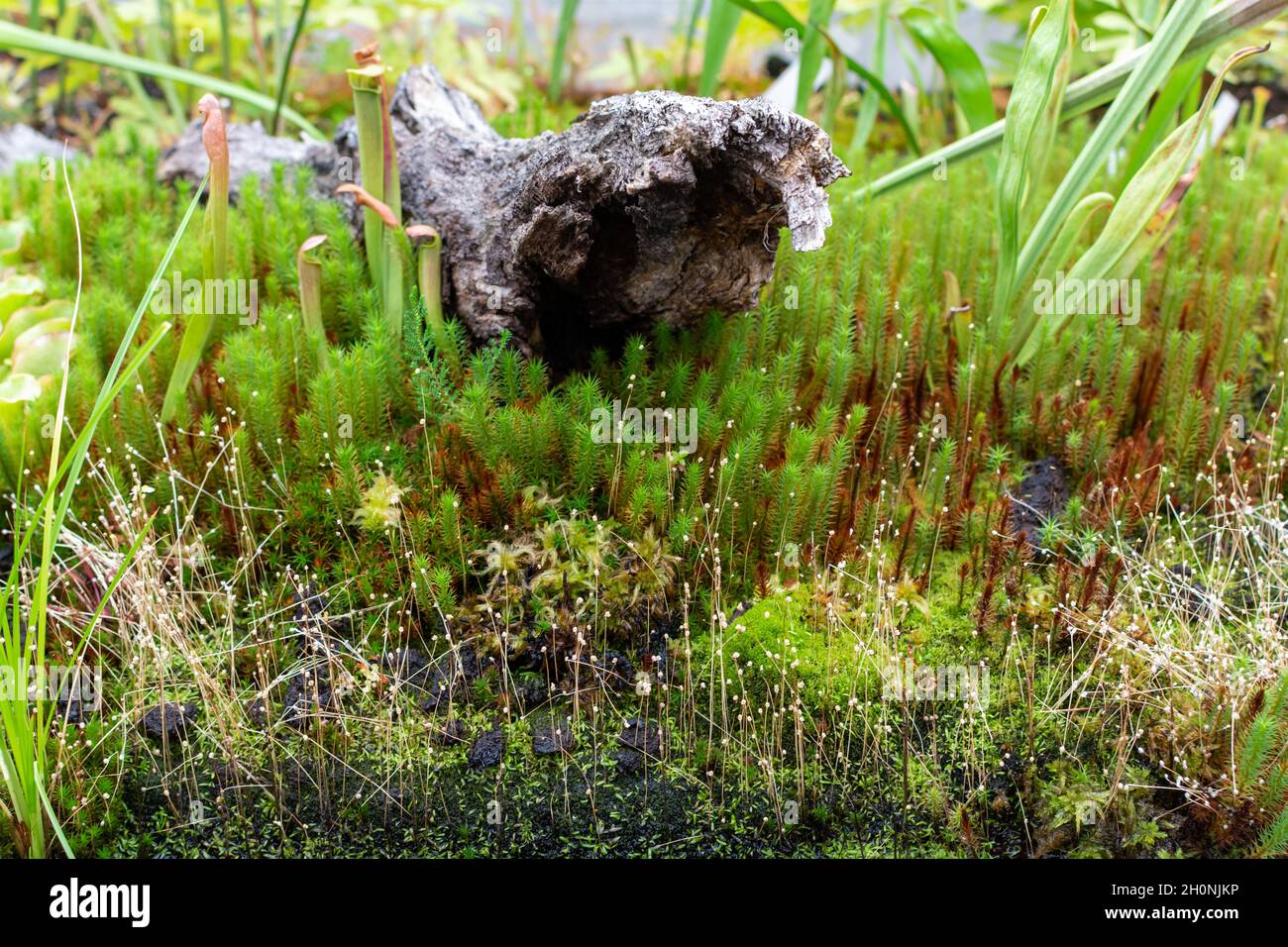 Botanical collection, different Carnivorous plants which trapping and ...