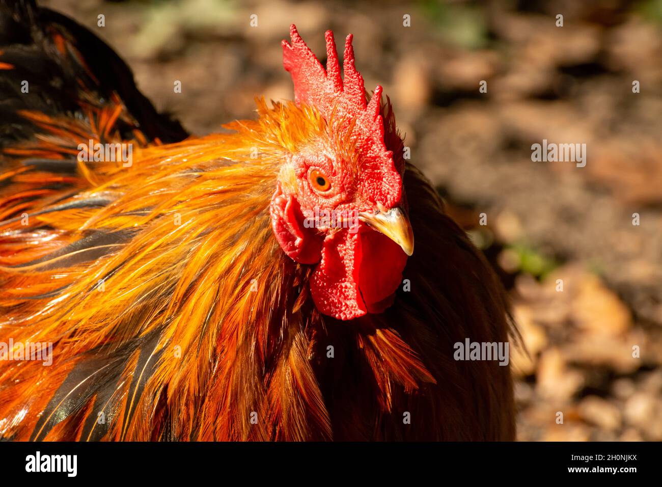 Free range keeping of rosters and hens outdoor on the bio farm Stock ...
