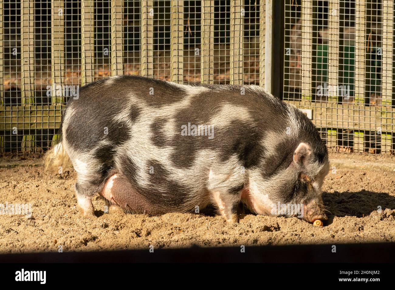 Adult female pig animal digging in sand on farm Stock Photo - Alamy