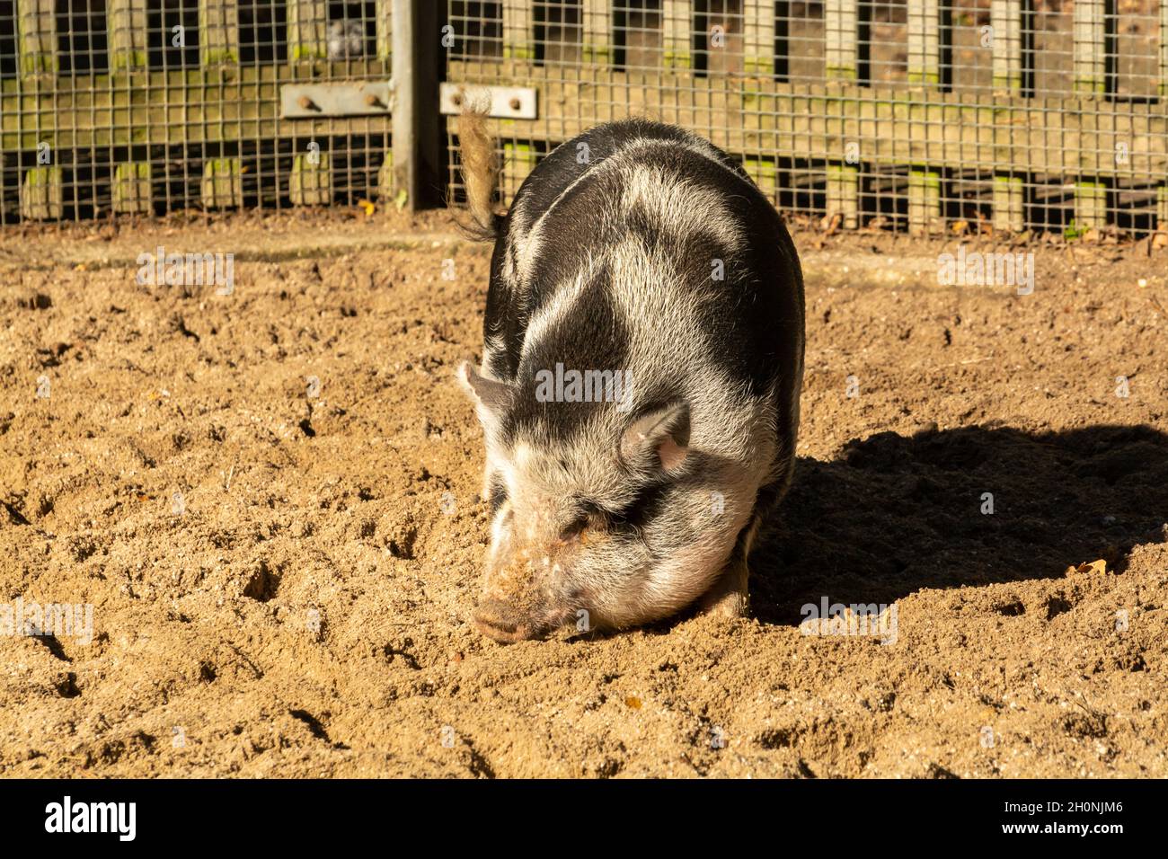 Adult female pig animal digging in sand on farm Stock Photo - Alamy