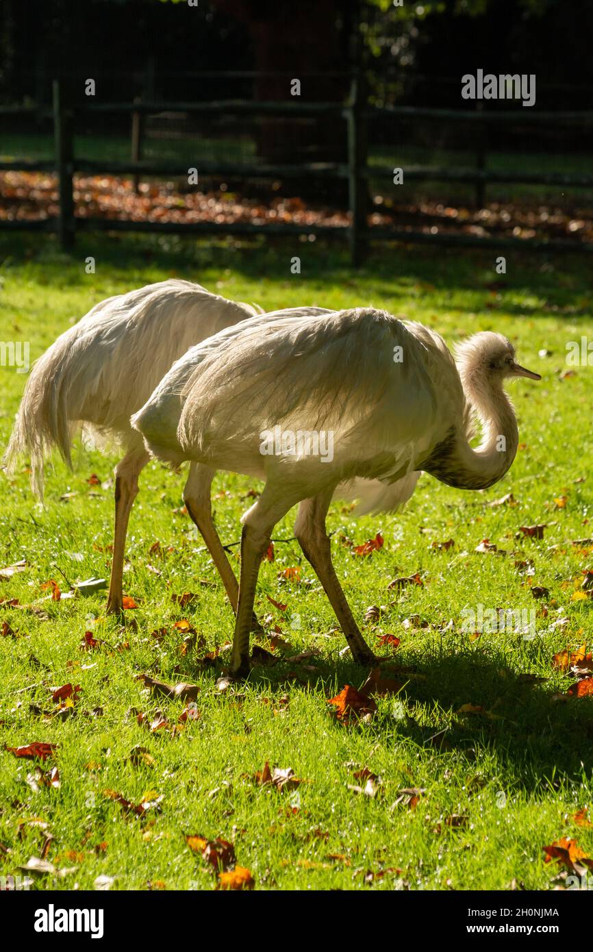 Emu baby farm hi-res stock photography and images - Alamy