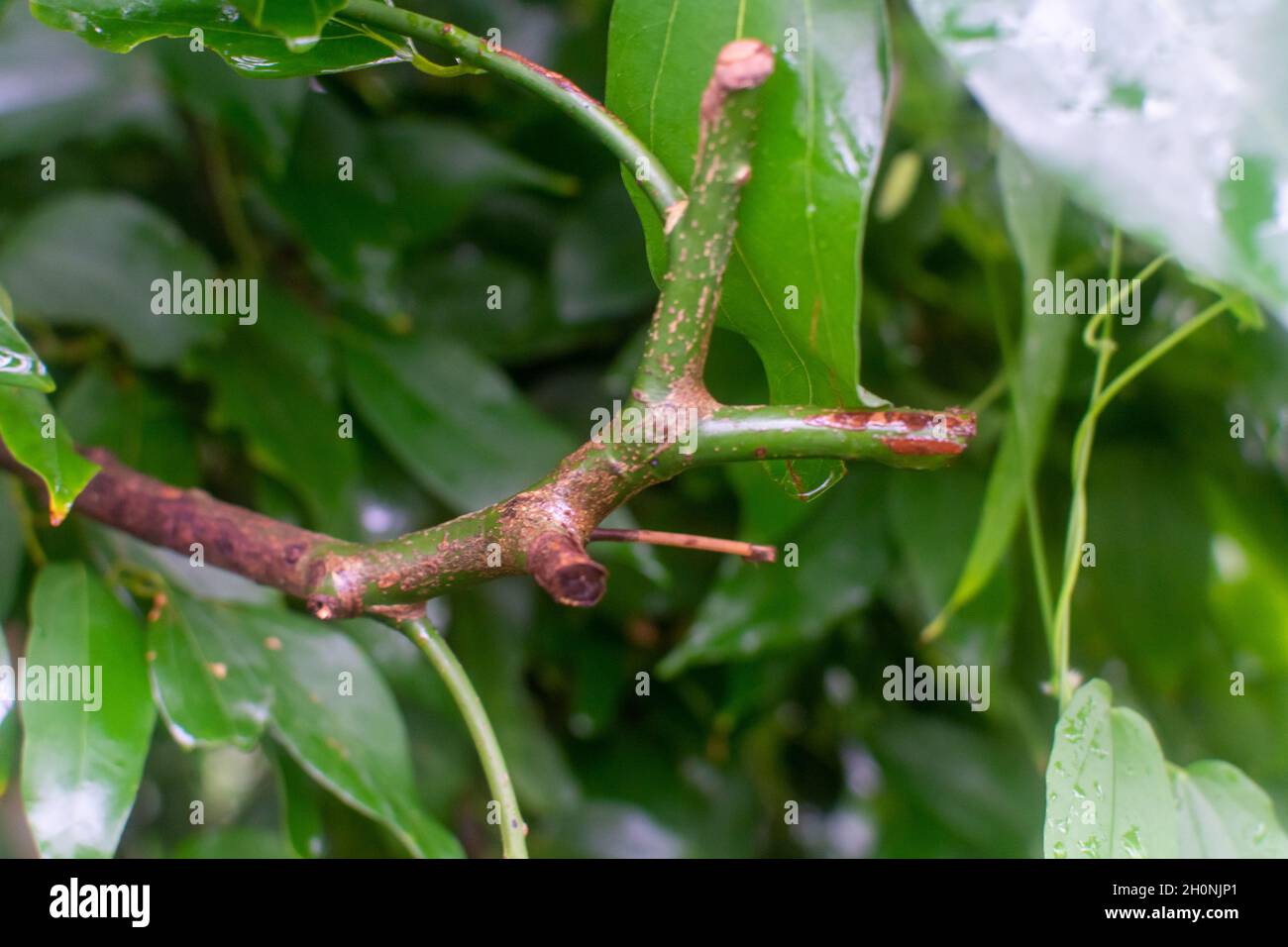 Botanical collection, Cinnamomum, wet leaves of green tropical ...