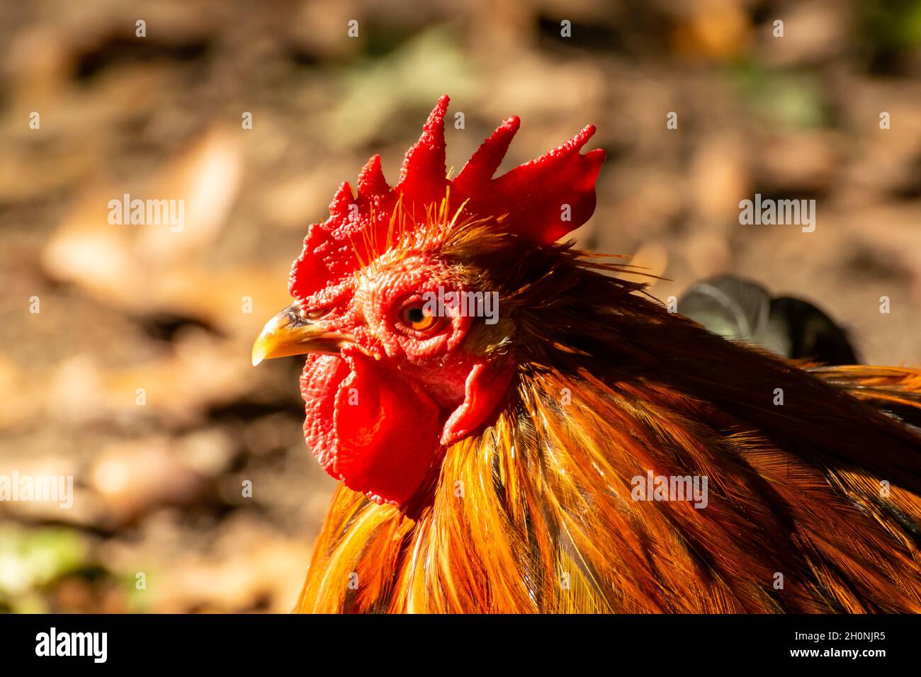 Free range keeping of rosters and hens outdoor on the bio farm Stock ...
