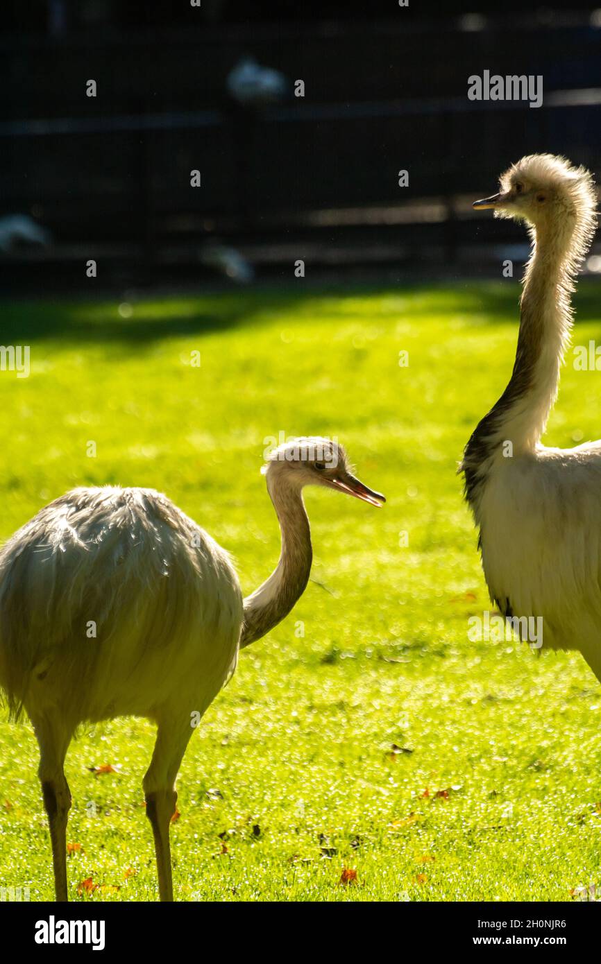 Young white ostrich birds leaving on Dutch farm Stock Photo - Alamy