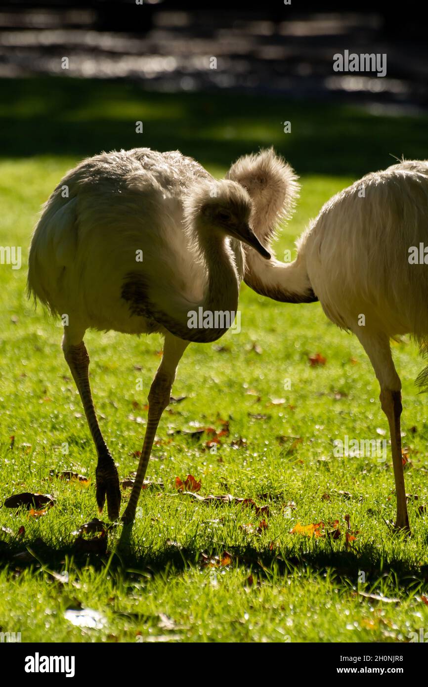 Young white ostrich birds leaving on Dutch farm Stock Photo - Alamy