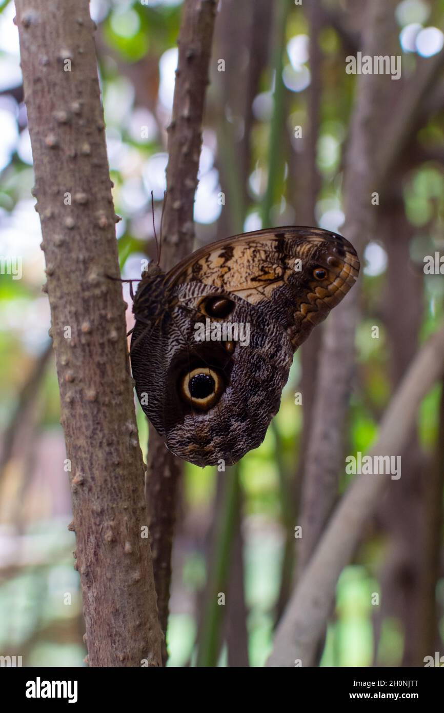 Dark owl butterfly hi-res stock photography and images - Alamy