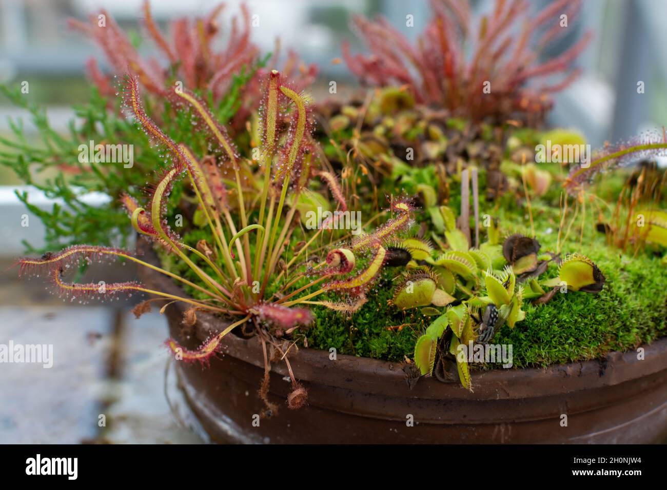 Botanical collection, different Carnivorous plants which trapping and ...