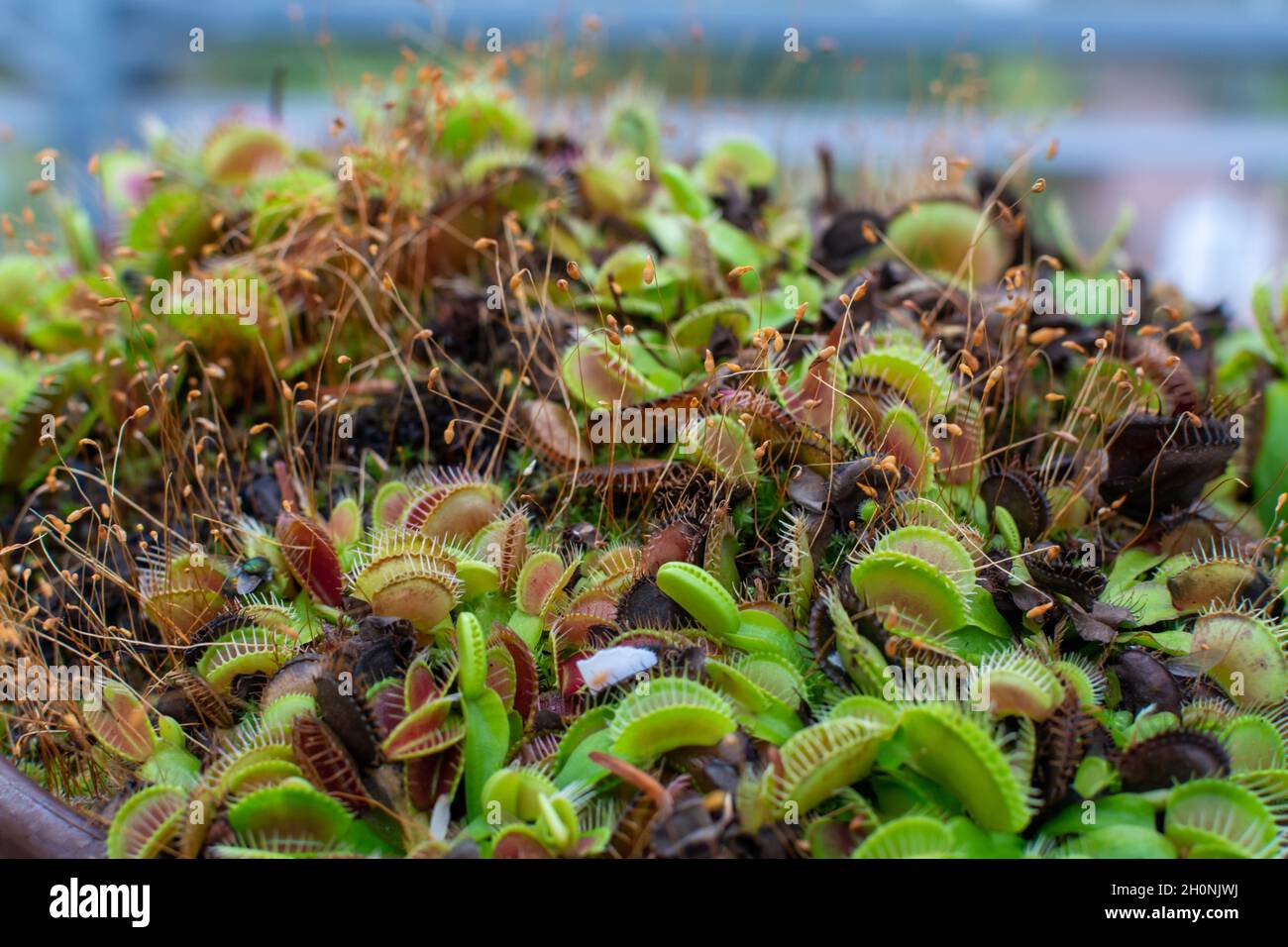 Botanical collection, different Carnivorous plants which trapping and ...