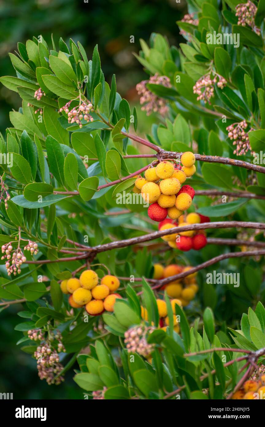 Botanical collection, ripe colorful fruits and flowers of Arbutus unedo ...