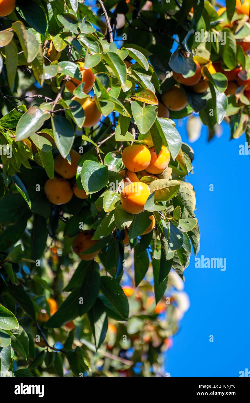Persimmons fruit tree with ripe sweet orange fruits ready to harvest ...