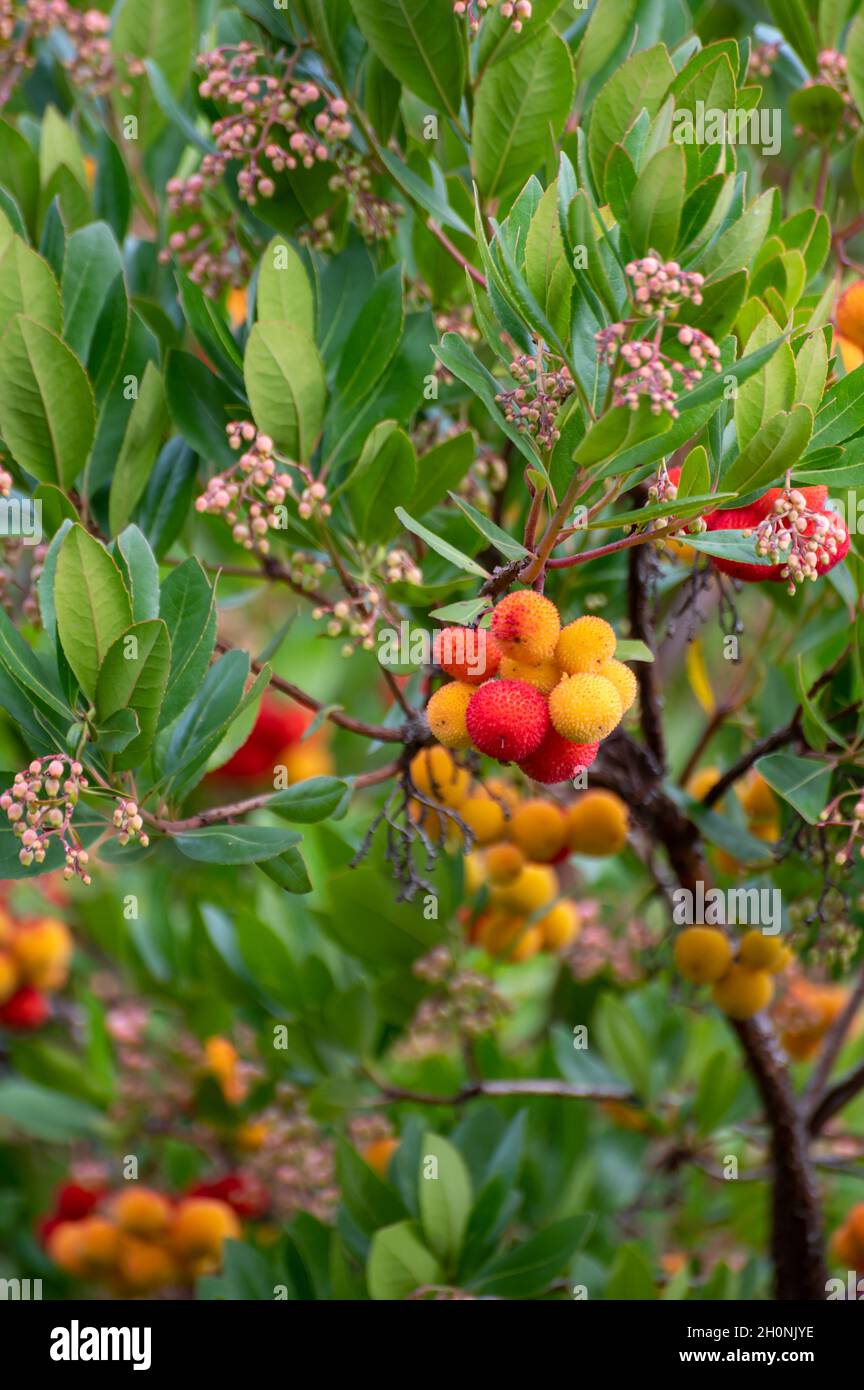 Botanical collection, ripe colorful fruits and flowers of Arbutus unedo ...