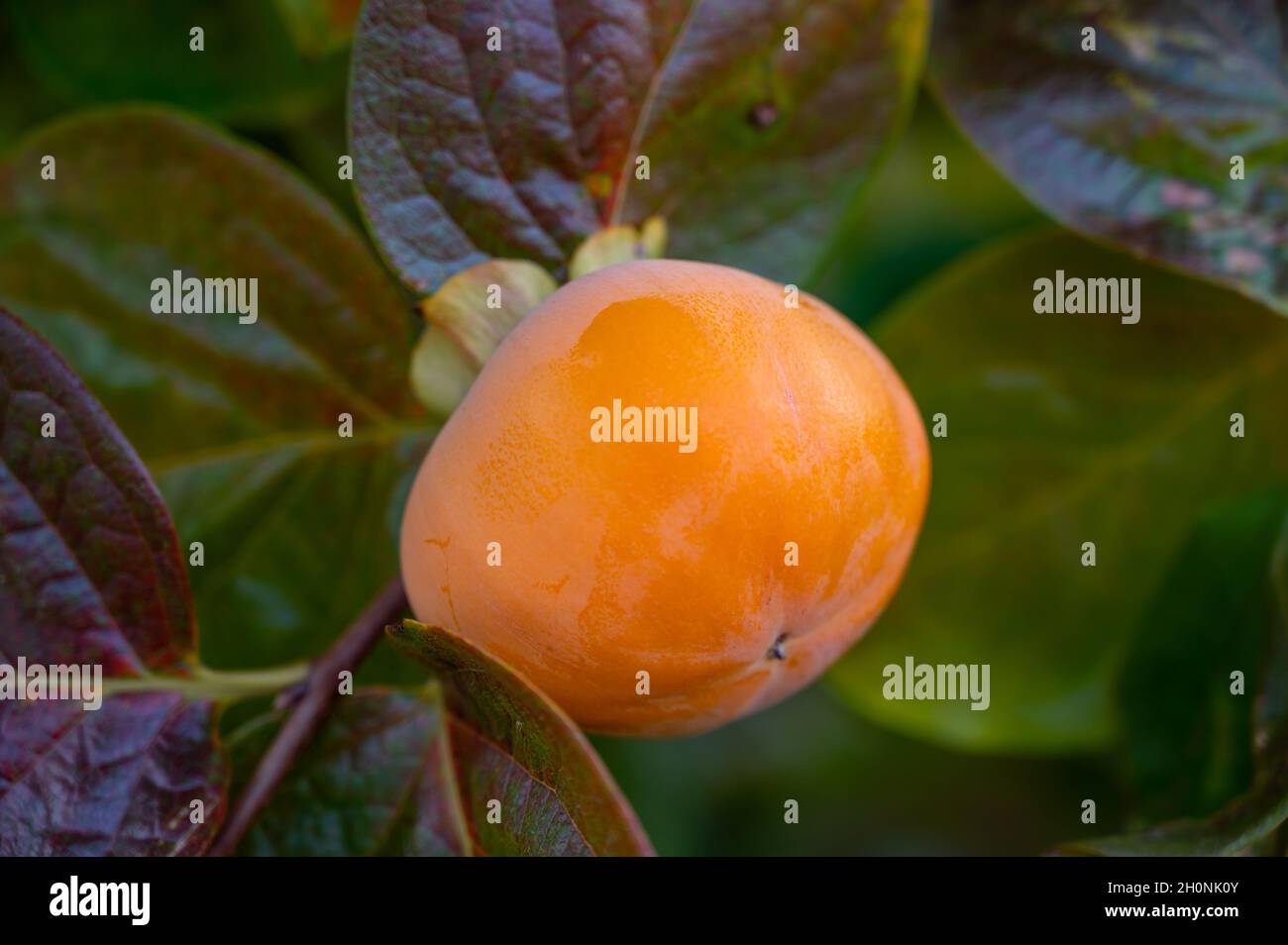 Persimmons fruit tree with ripe sweet orange fruits ready to harvest ...