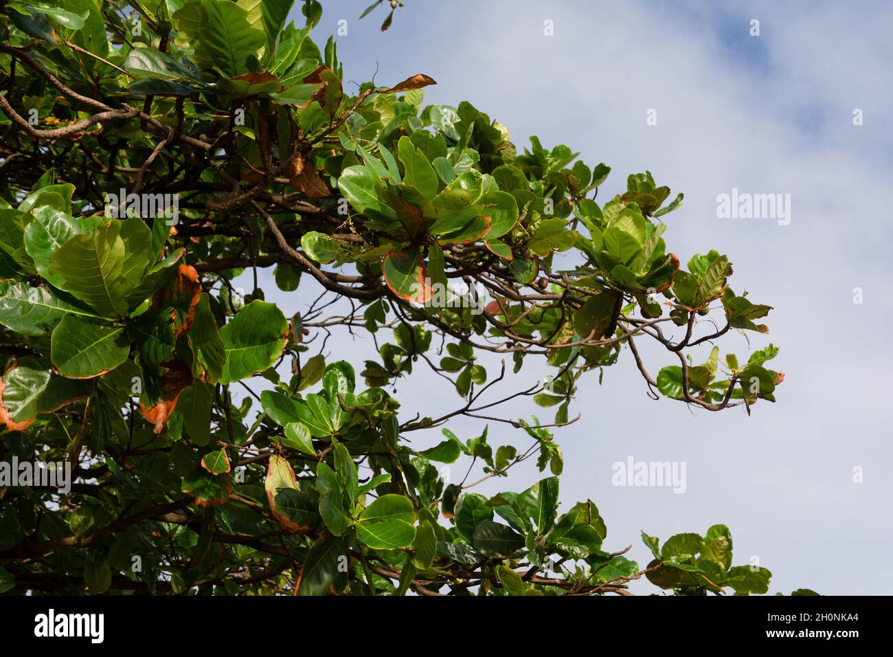 Green leaves of a tree outdoors on the beach of Rio Vermelho. City of ...