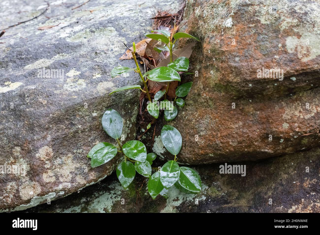Port Jackson fig tree growing in sandstone rock crevice Stock Photo - Alamy