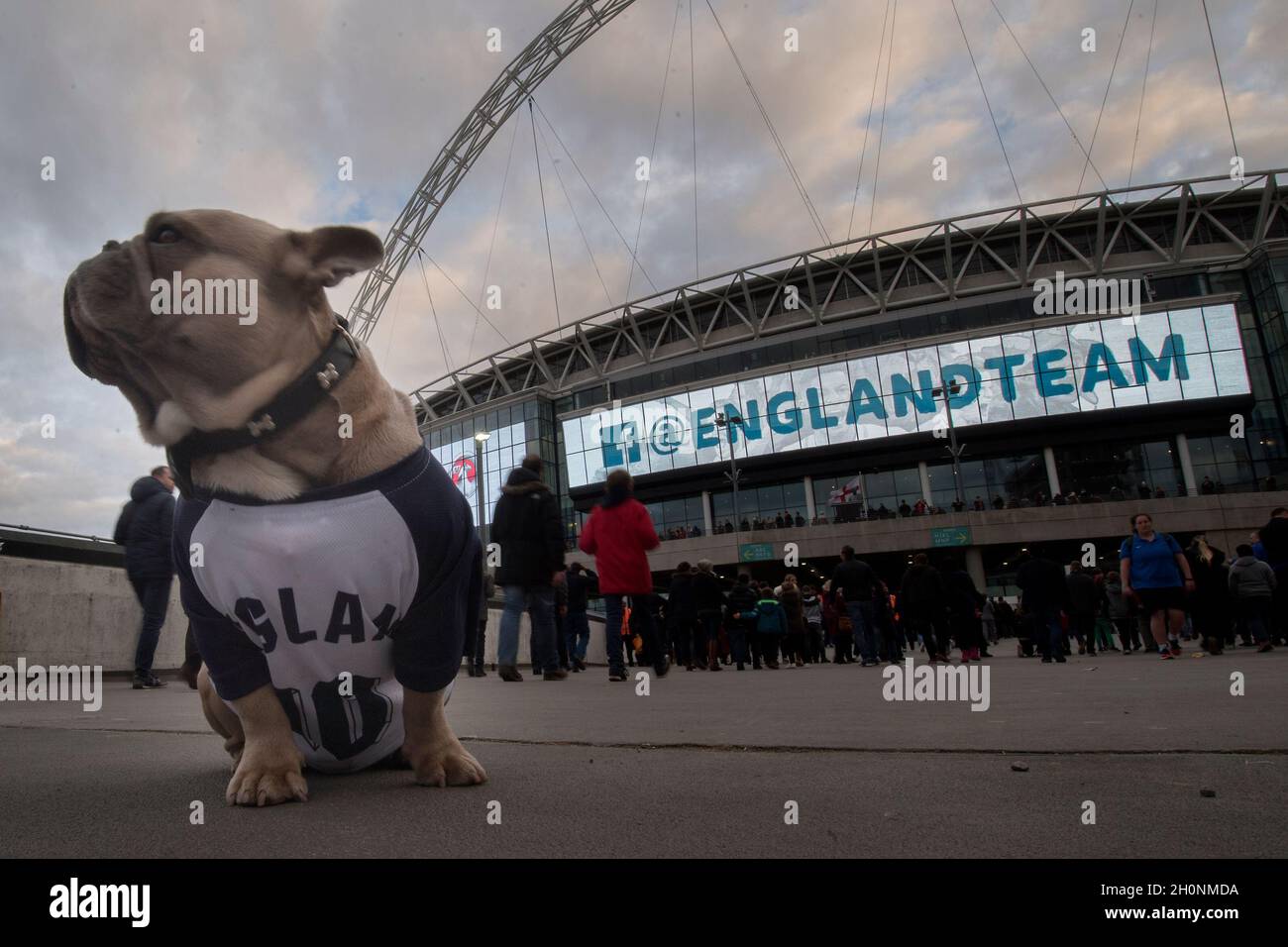 A bulldog wears an England shirt outside Wembley stadium prior to kick ...