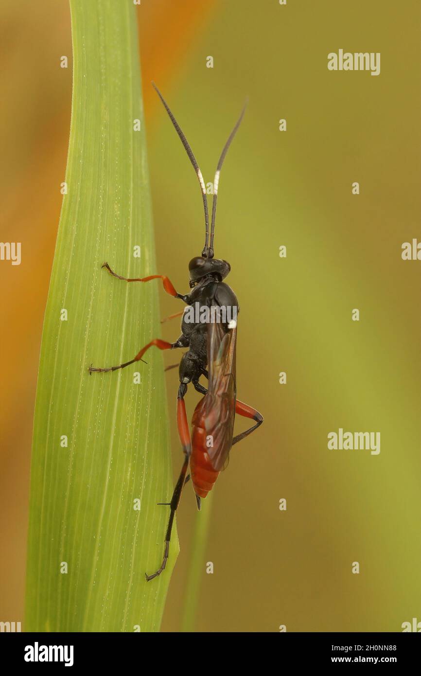Vertical closeup on a red Ichneumonid wasp, Hoplismenus bispinatorius ...