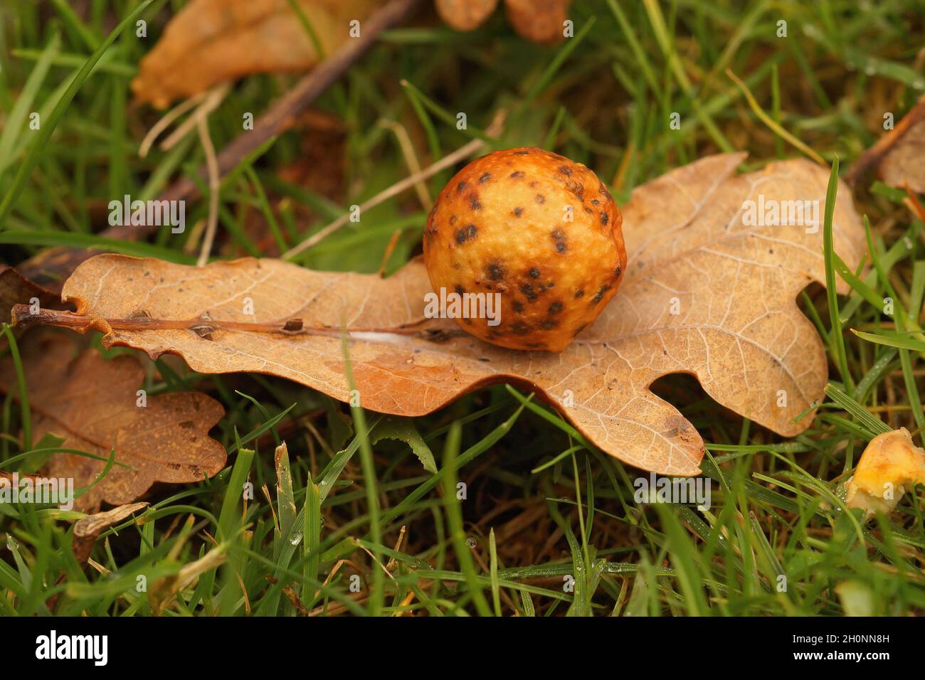 Closeup on a Cherry Gall wasp nest, Cynips quercusfolii Stock Photo - Alamy