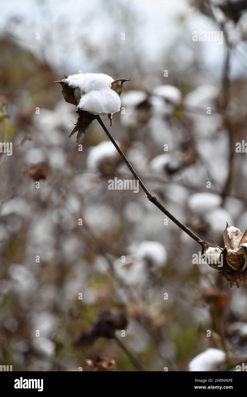 Cotton pod hi-res stock photography and images - Alamy