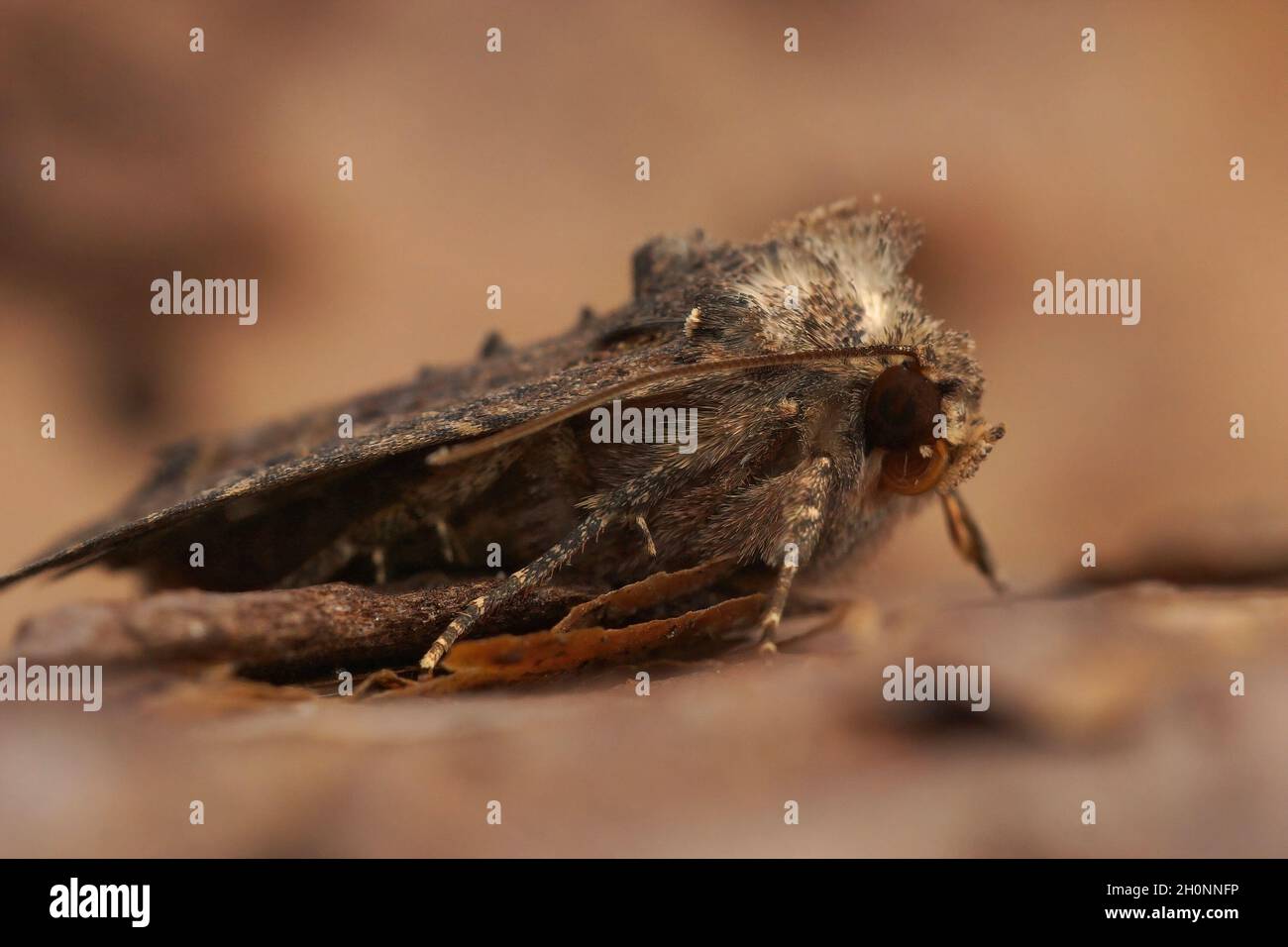 Closeup on the Common rustic moth, Mesapamea secalis, sitting Stock ...