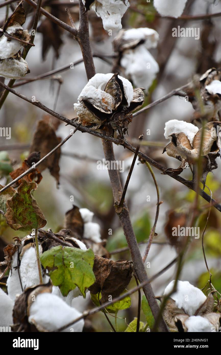 Cotton pod hi-res stock photography and images - Alamy