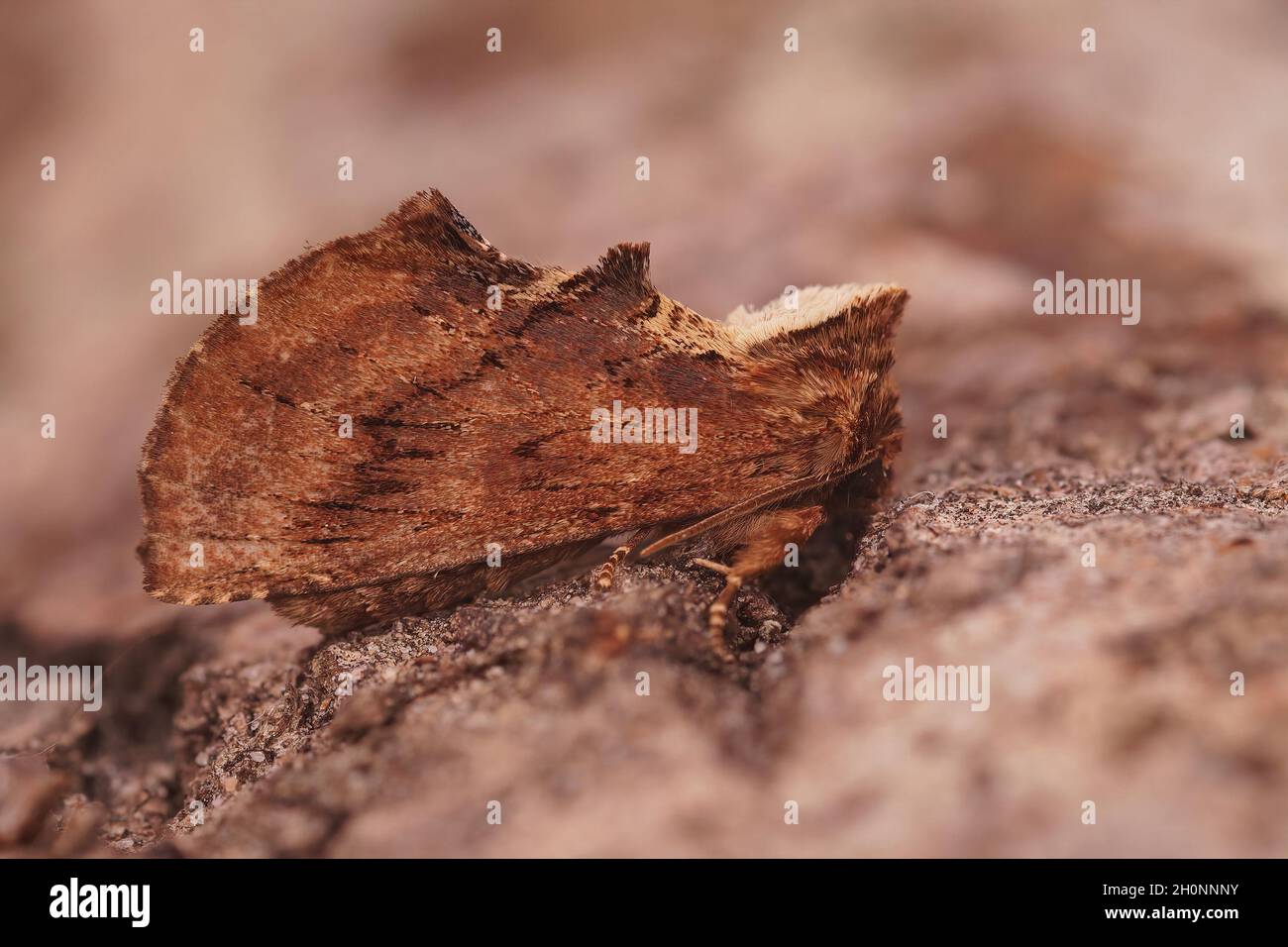Closeup on the coxcomb prominent, Ptilodon capucina sitting Stock Photo ...