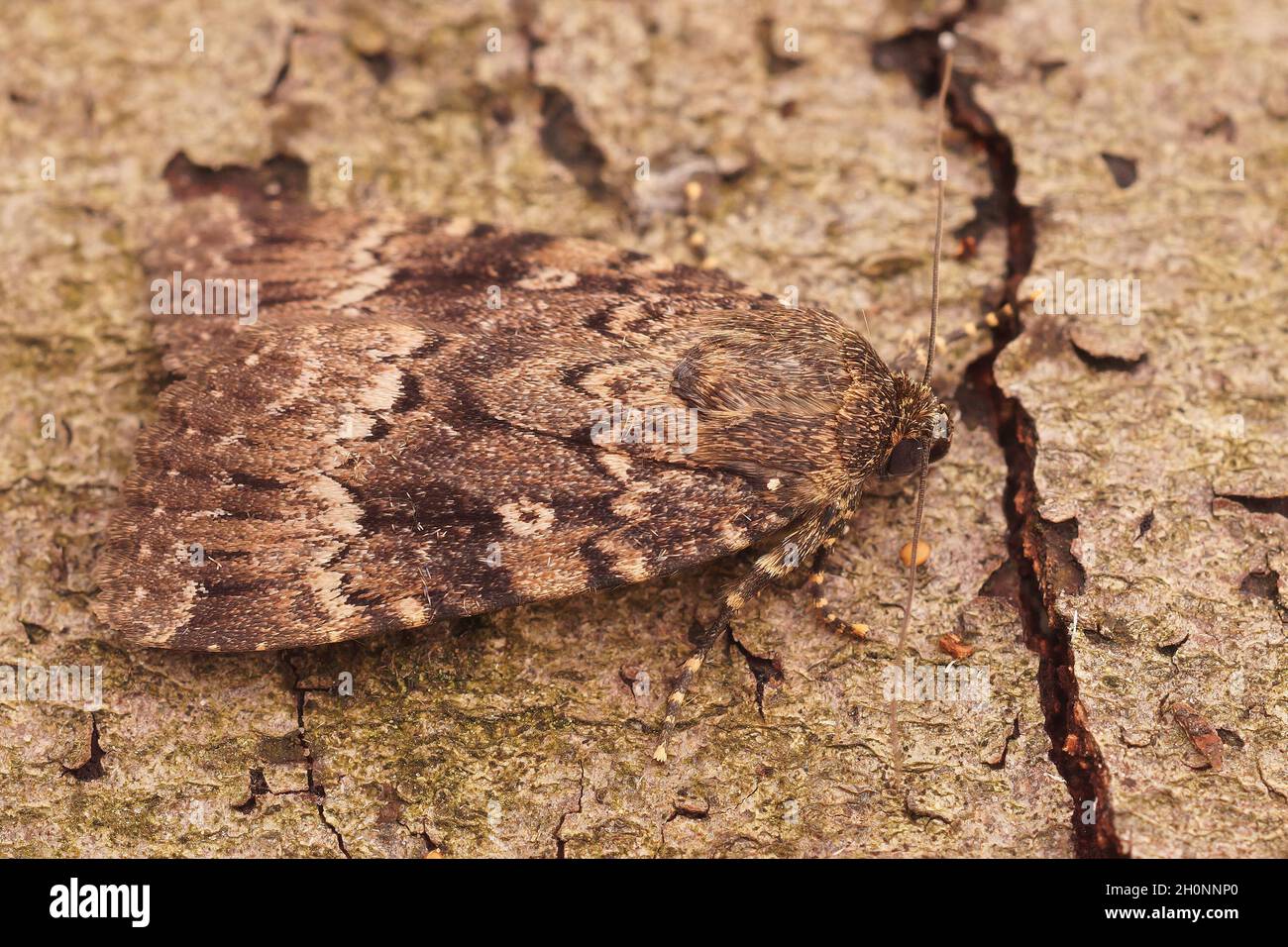 Closeup on the copper underwing Amphipyra pyramidea, sitting on Stock ...