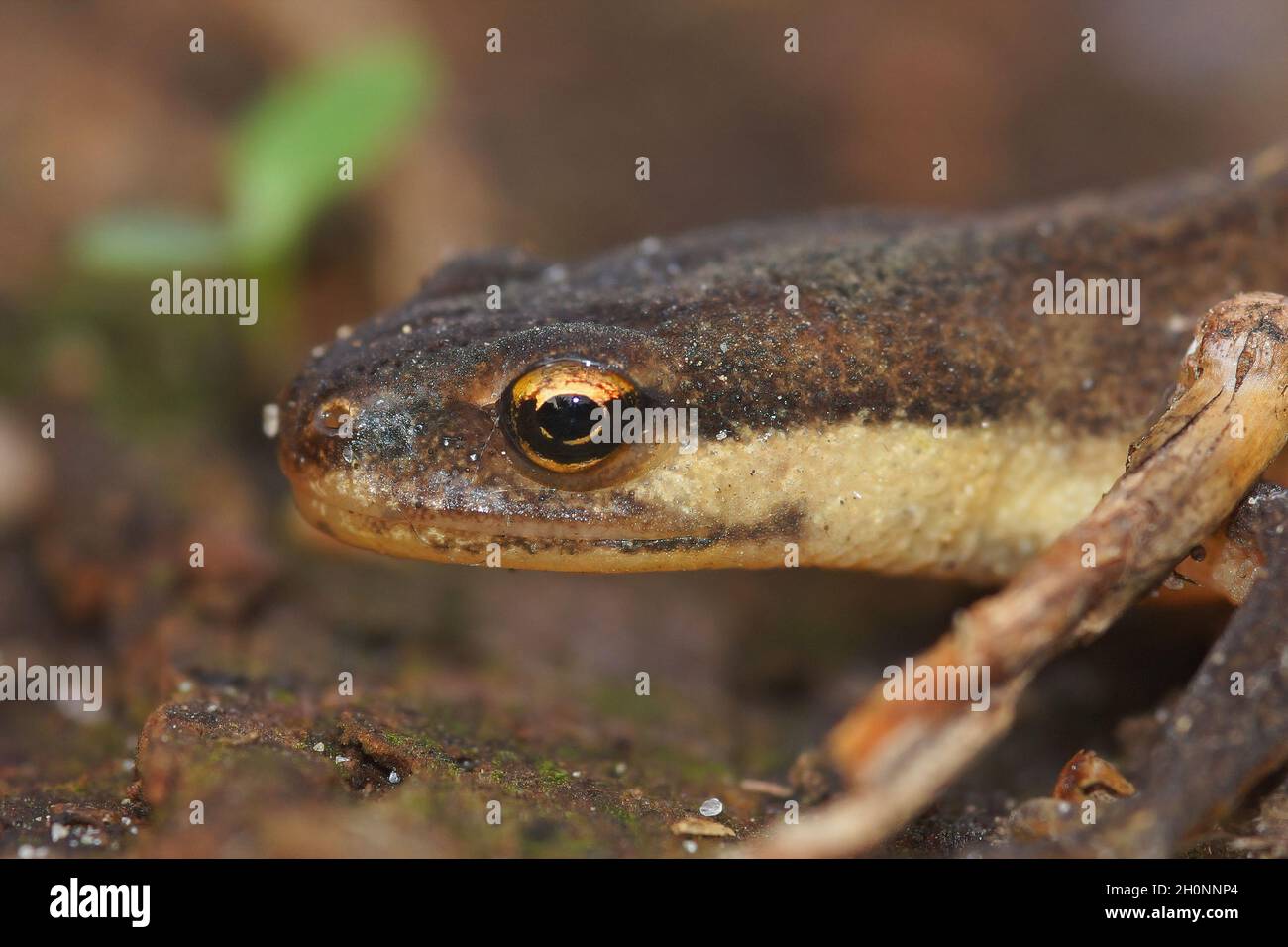 Facial closeup on a terrestrial Common smooth newt, Lissotriton ...