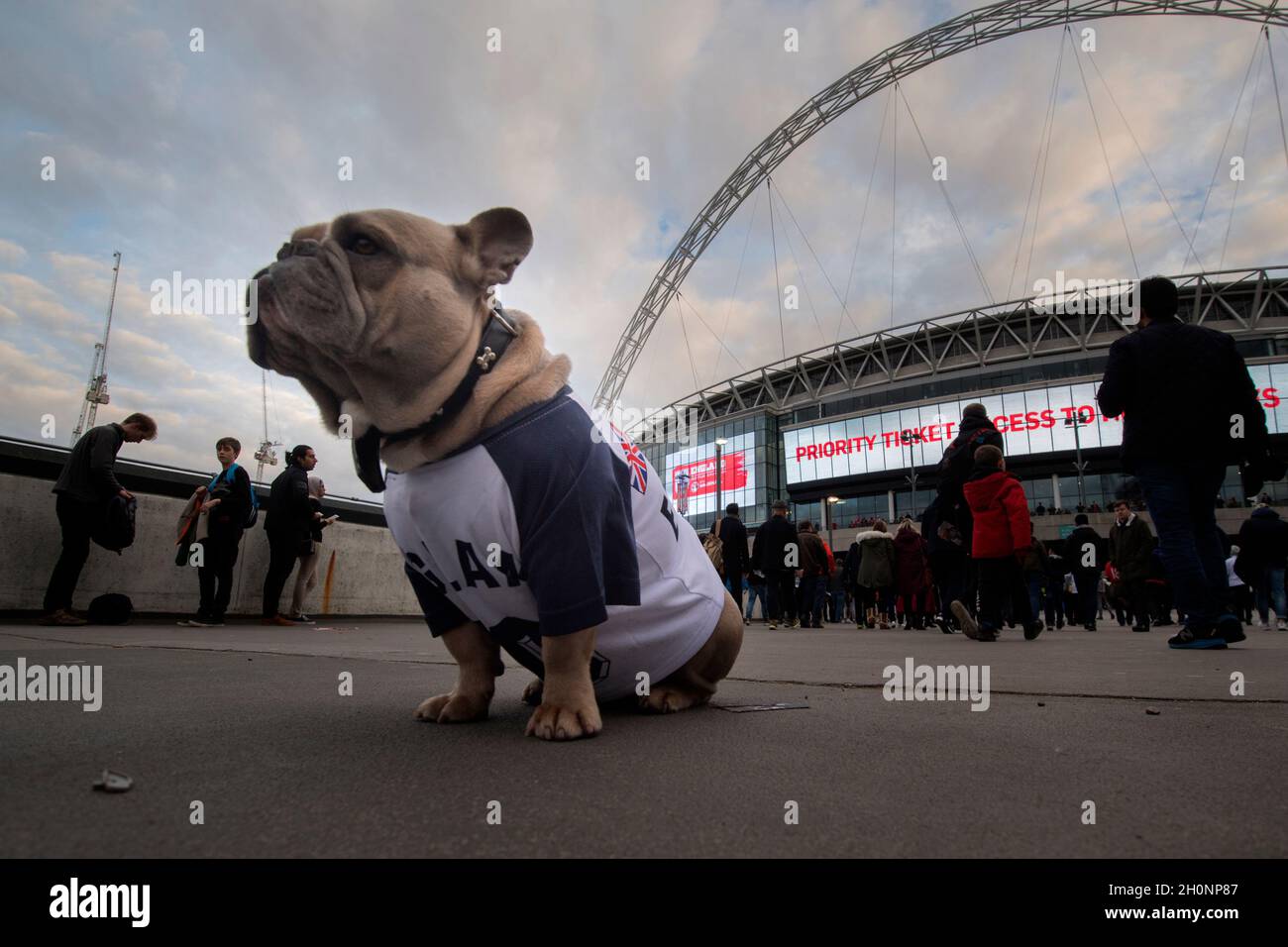 A bulldog wears an England shirt outside Wembley stadium prior to kick ...