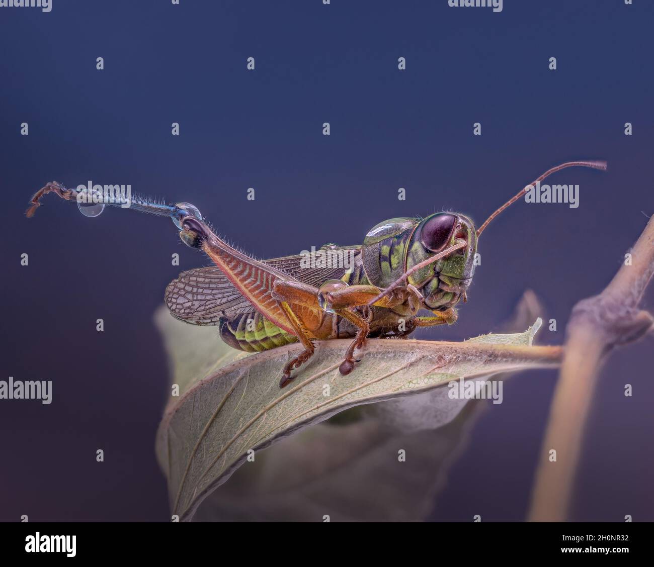 Red-legged cricket on a leaf Stock Photo - Alamy