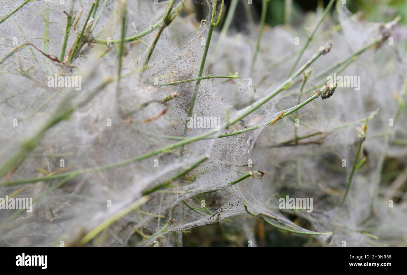 Oak Processionary Moth Stock Photo - Alamy