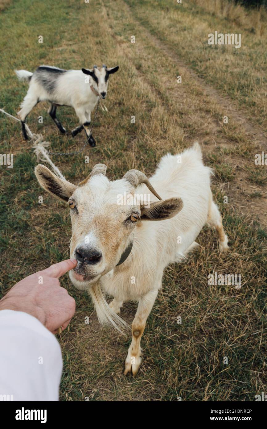 Beautiful white mother goat biting human finger while tied on the rope ...