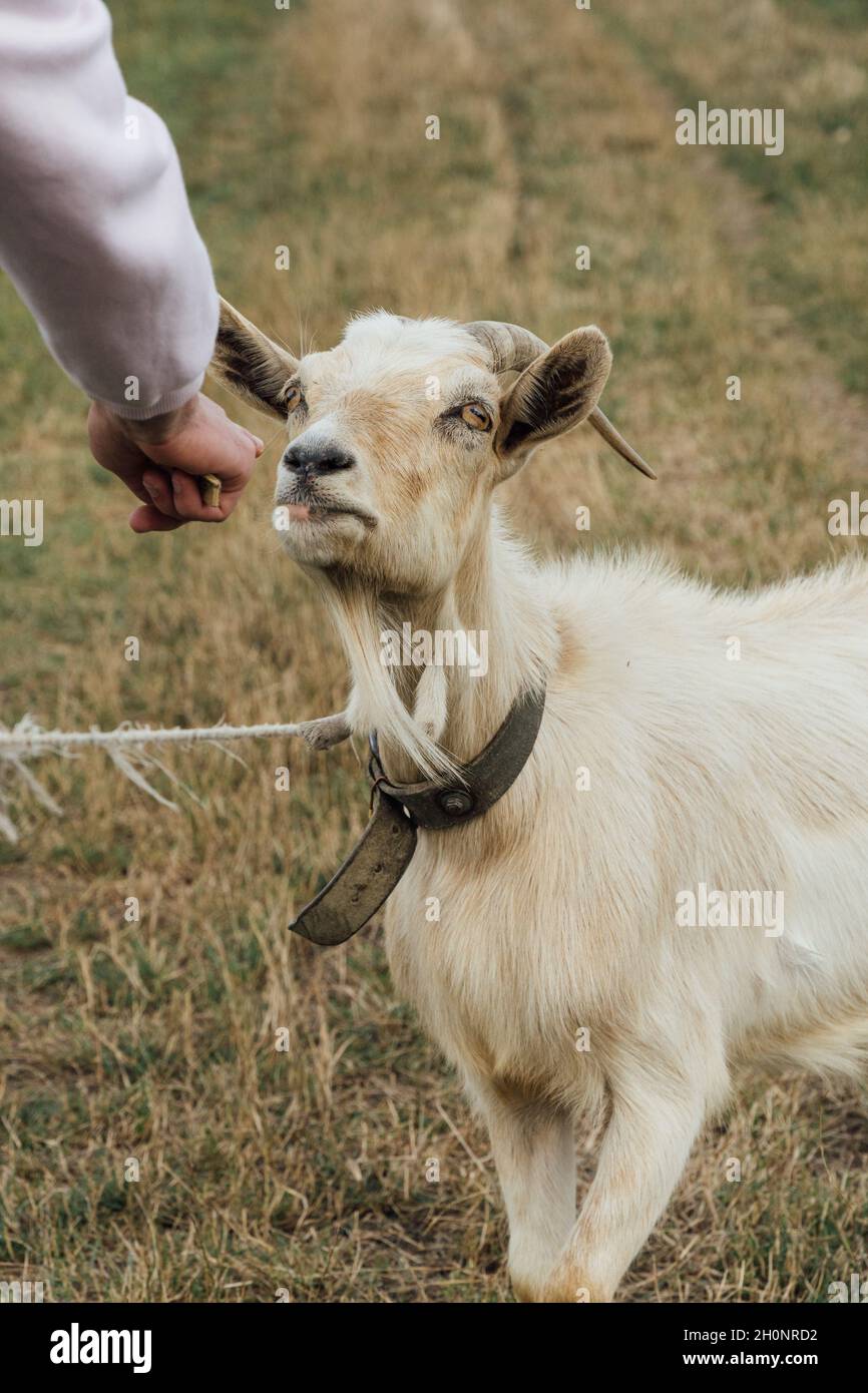 Beautiful white female goat taking food from human while tied on the ...