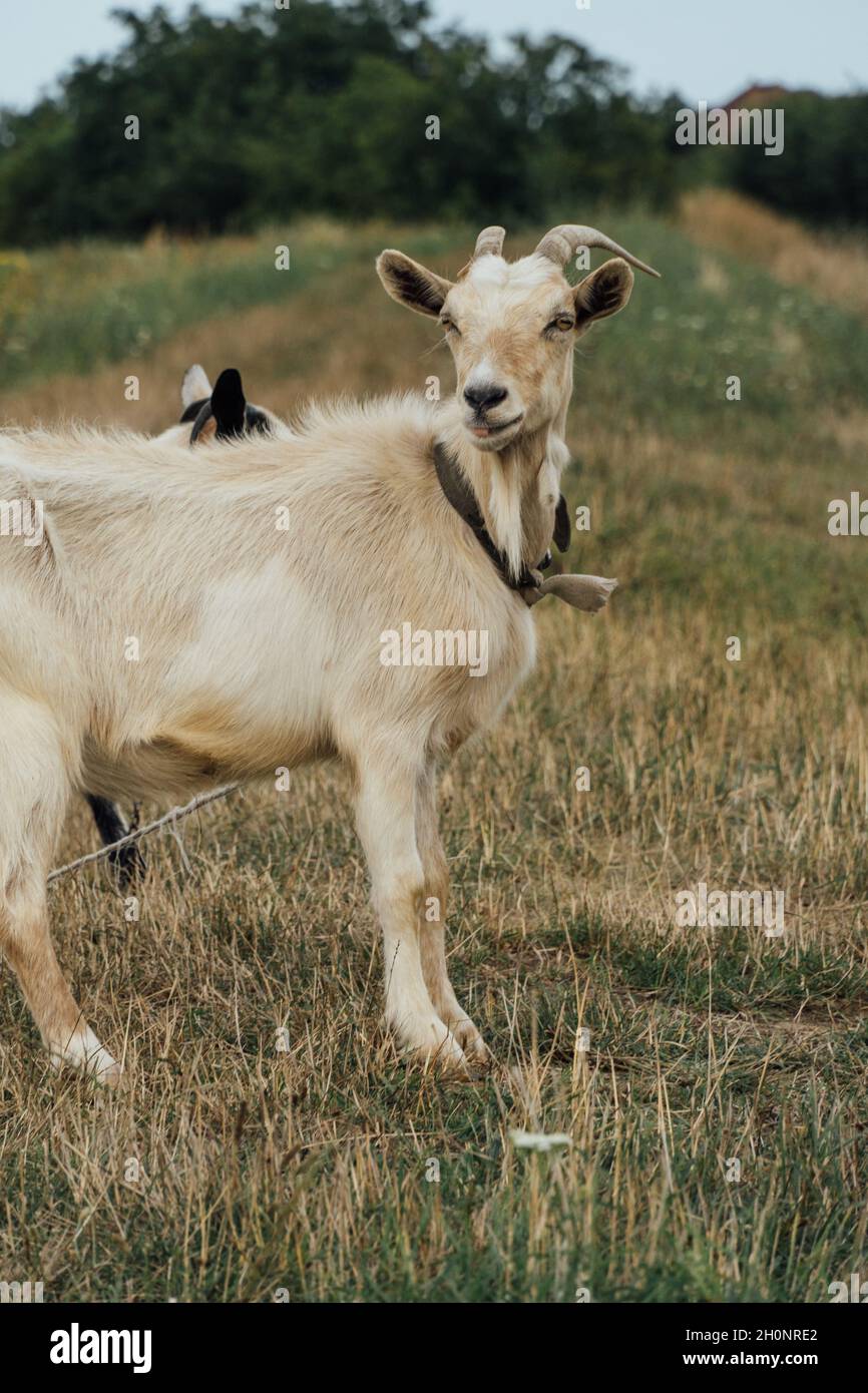 Beautiful white female goat tied on the rope in the steppe on a gloomy ...