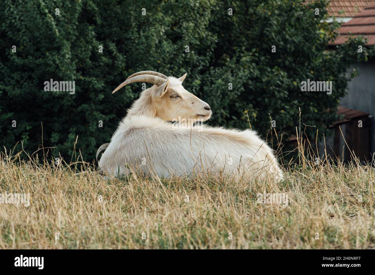 Beautiful white female goat resting in the steppe on a gloomy day Stock ...