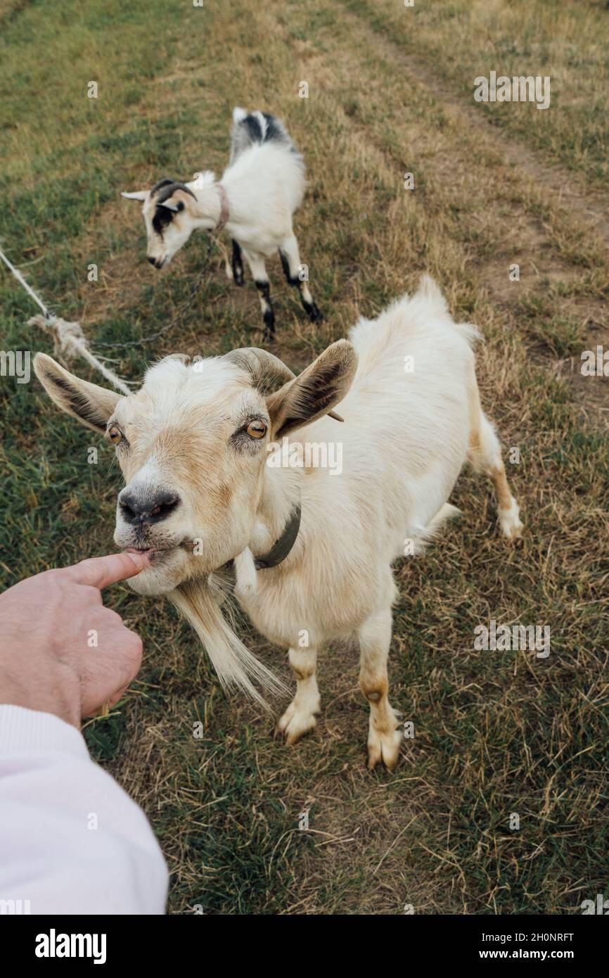 Beautiful white mother goat biting human finger while tied on the rope ...