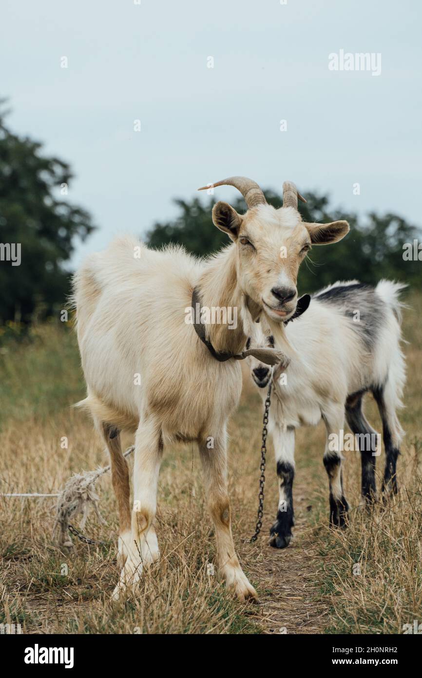 Beautiful white mother goat with her kid tied on the rope in the steppe ...