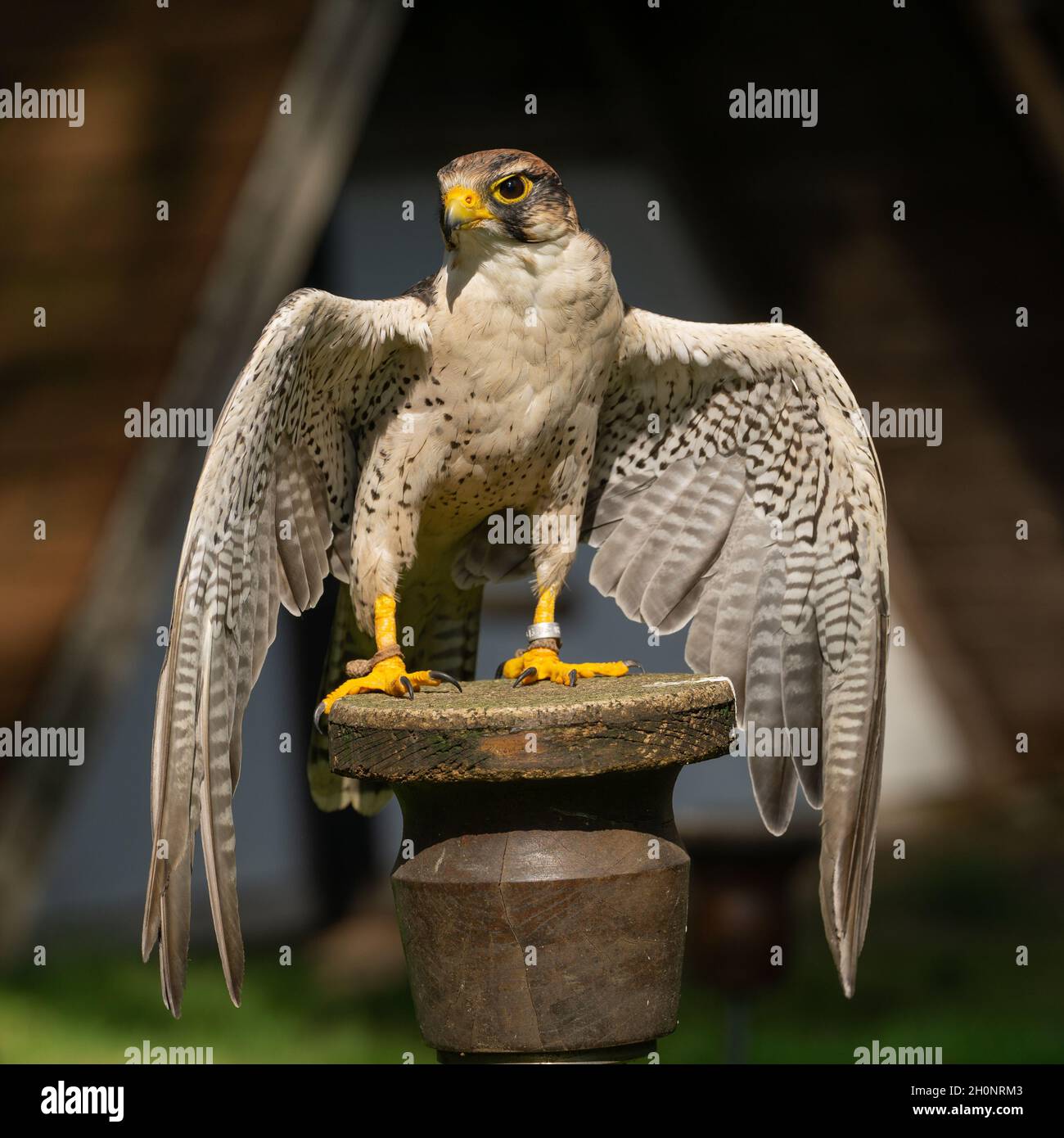 Closeup shot of a beautiful white Hawk standing in the wooden column, a ...