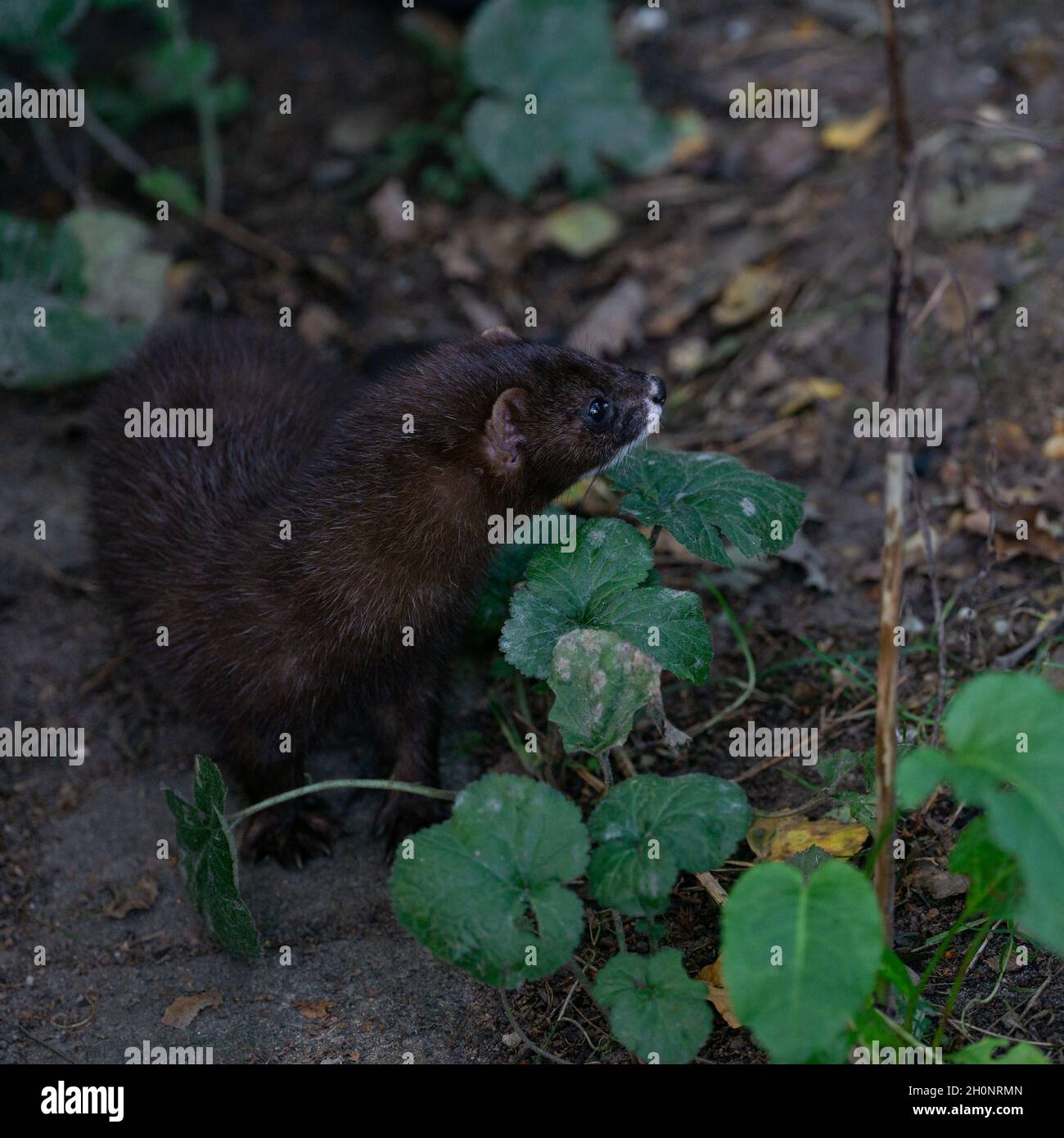 Black mink hi-res stock photography and images - Alamy