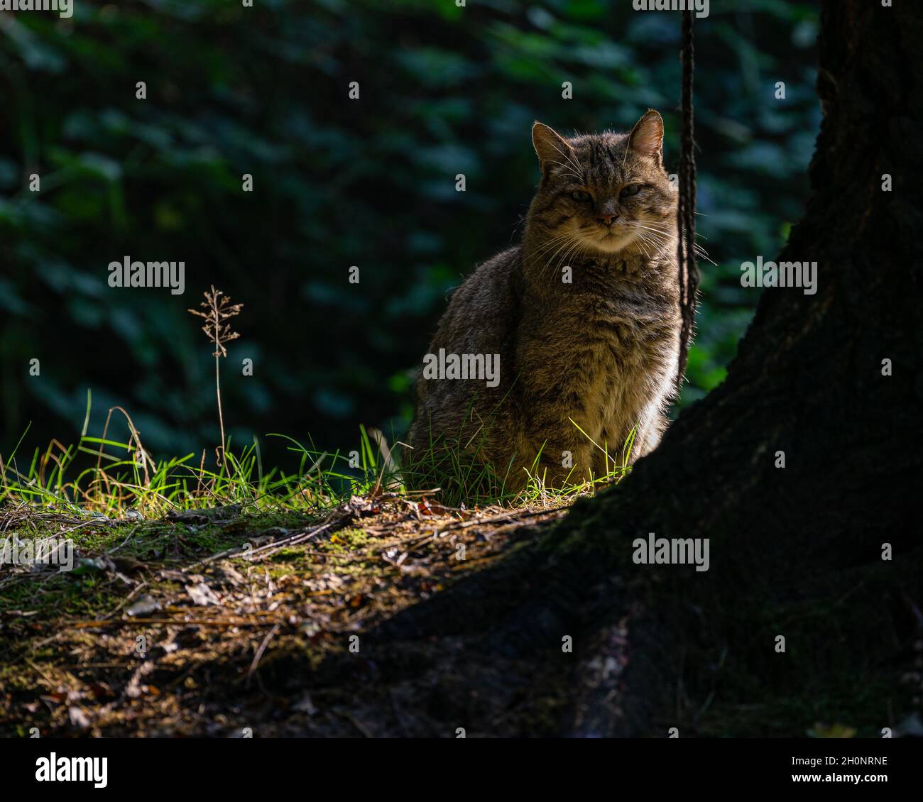 Closeup shot of a cute cat sitting next to the tree looking at ...