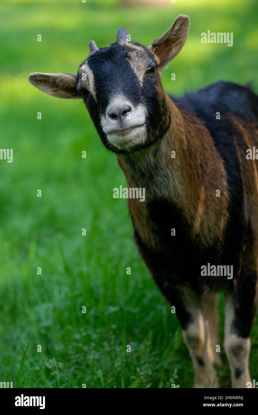 Vertical shot of a cute black and brown goat in the field looking at ...