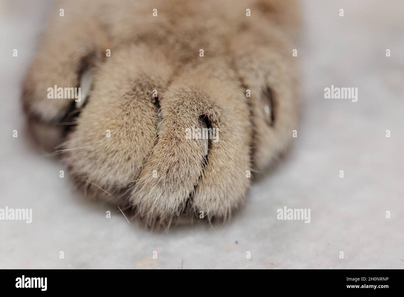 Cat toes hi-res stock photography and images - Alamy