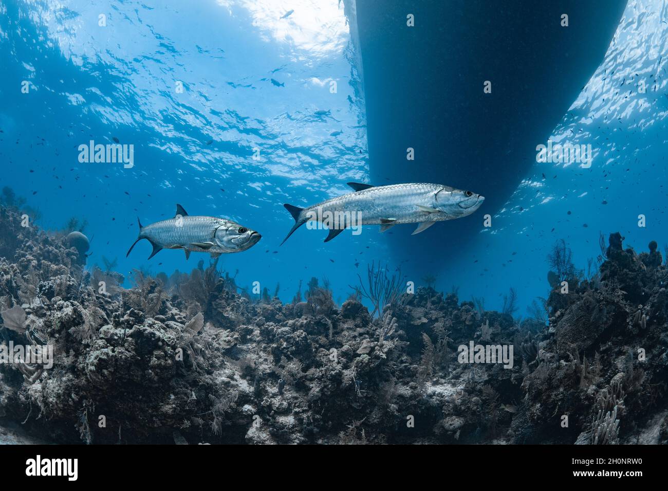 Tarpon fish under boat in clear blue water with sunburst Stock Photo ...