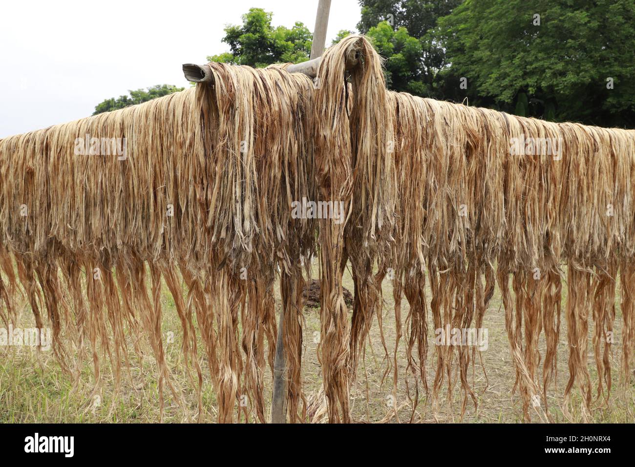 Raw jute fiber hanging under the sun for drying Stock Photo - Alamy