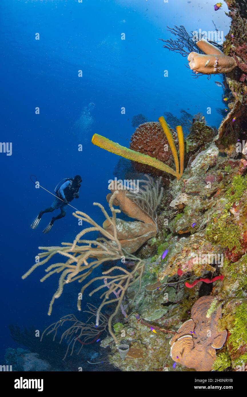 A lionfish hunter patrols a coral reef in Belize Stock Photo - Alamy